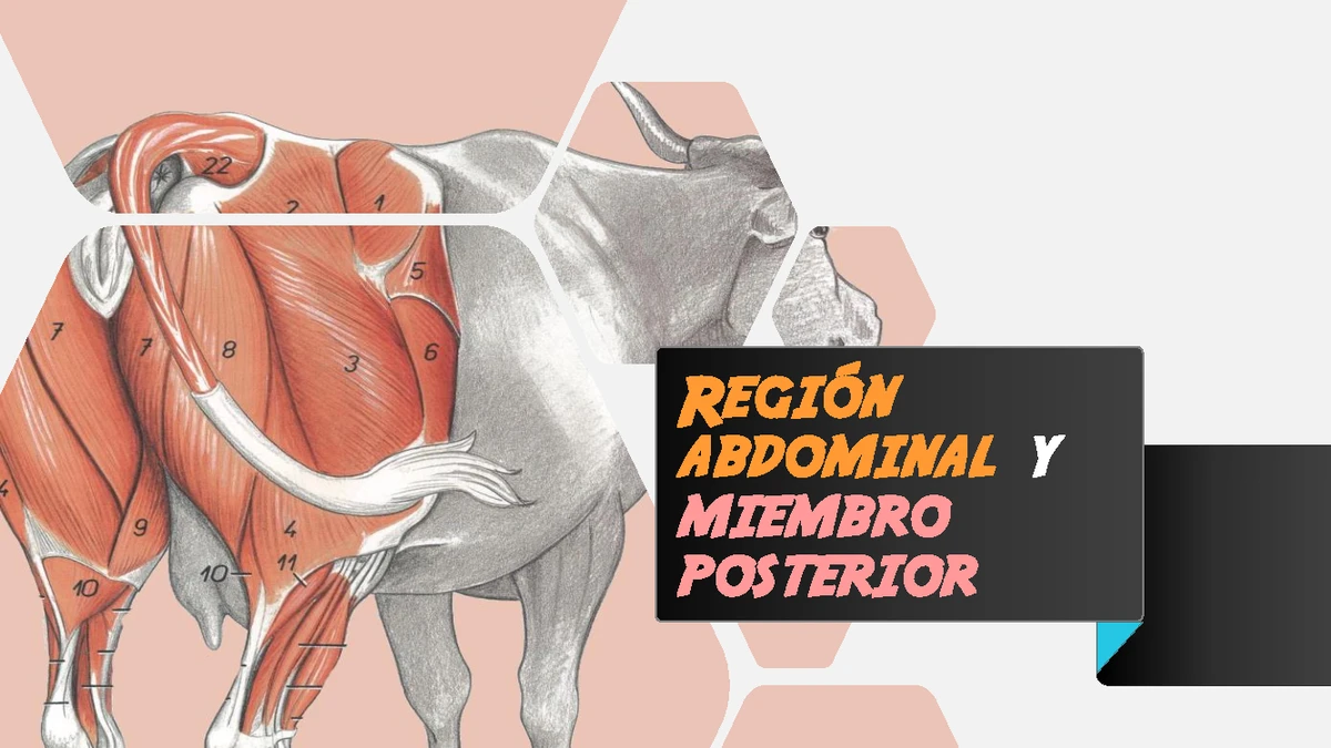 Anatomía de los Animales: Estructuras y Planos Anatómicos - Studocu