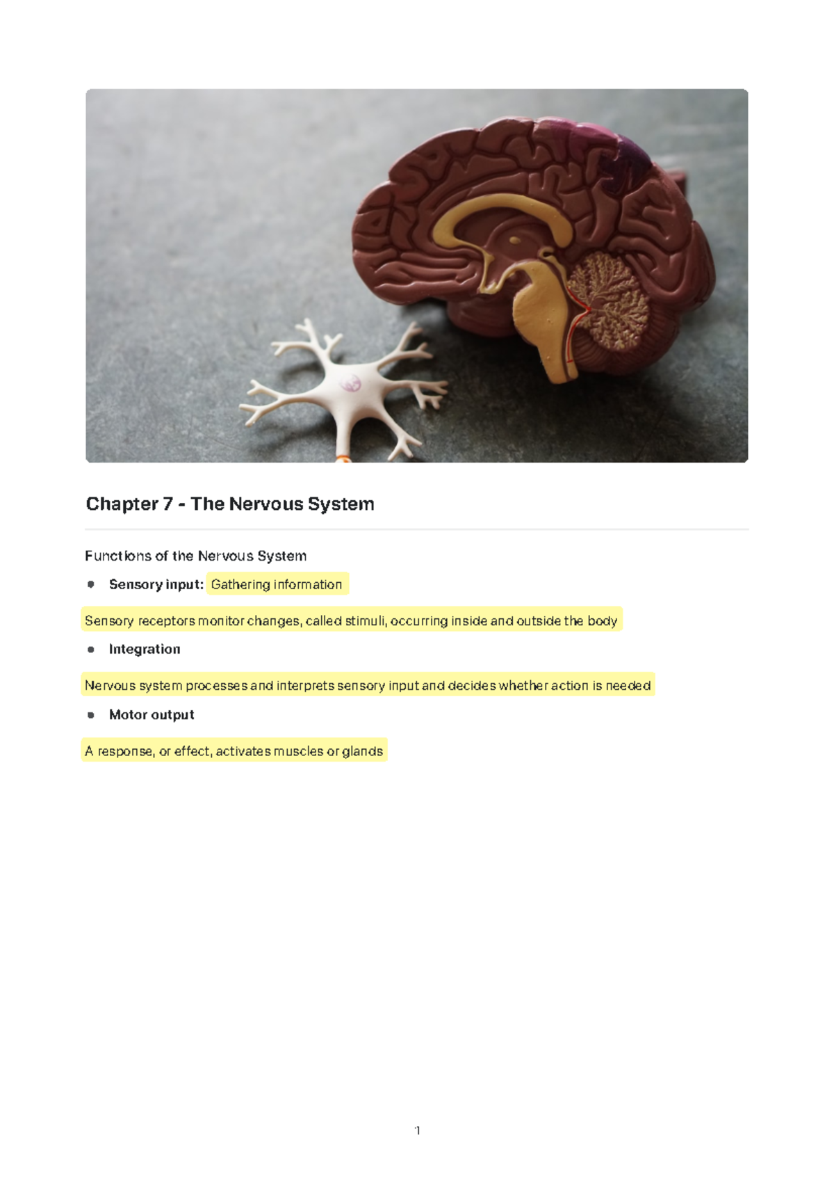 Chapter 7 - The Nervous System - Chapter 7 - The Nervous System ...