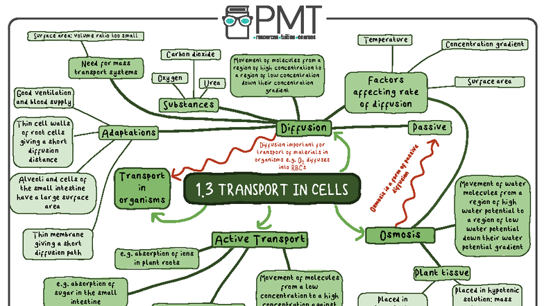 1.3 Cell Transport Mind Map - AQA Biology Study Guide - Studocu