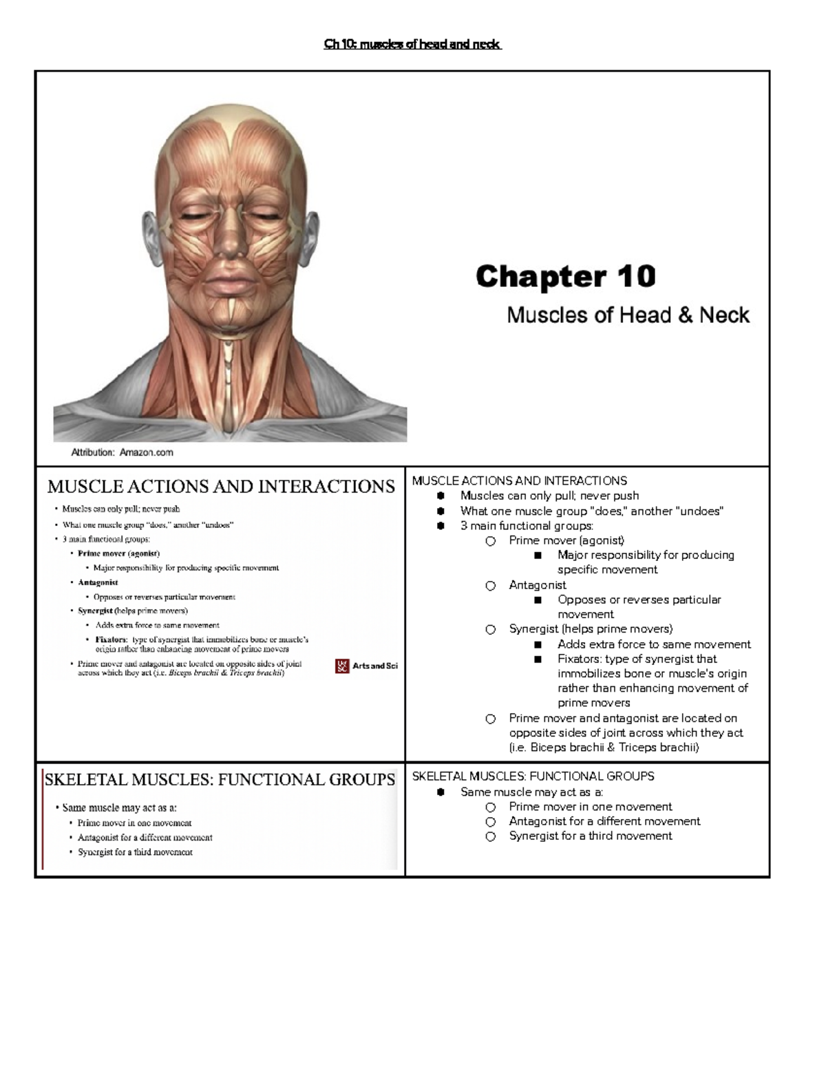 10 chapter human anat - Ch 10 : muscles of head and neck MUSCLE ACTIONS ...