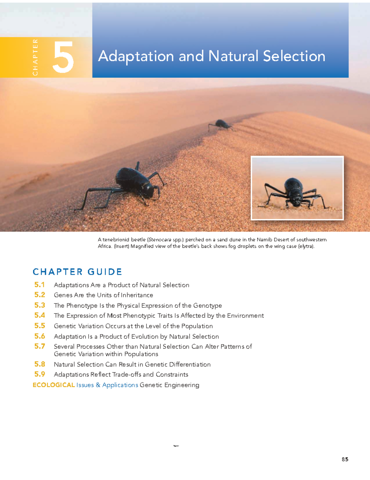 CHAPTER 5: Adaptation and Natural Selection in Stenocara Beetles and ...