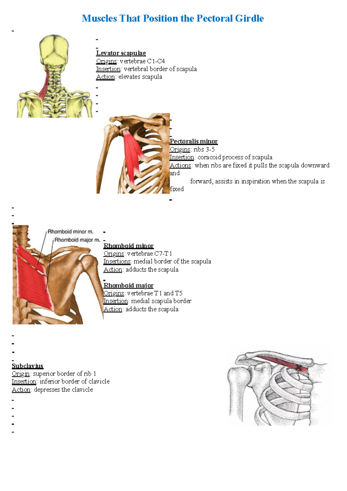 Anatomy Course: Muscle Actions and Anatomy Notes - Studocu
