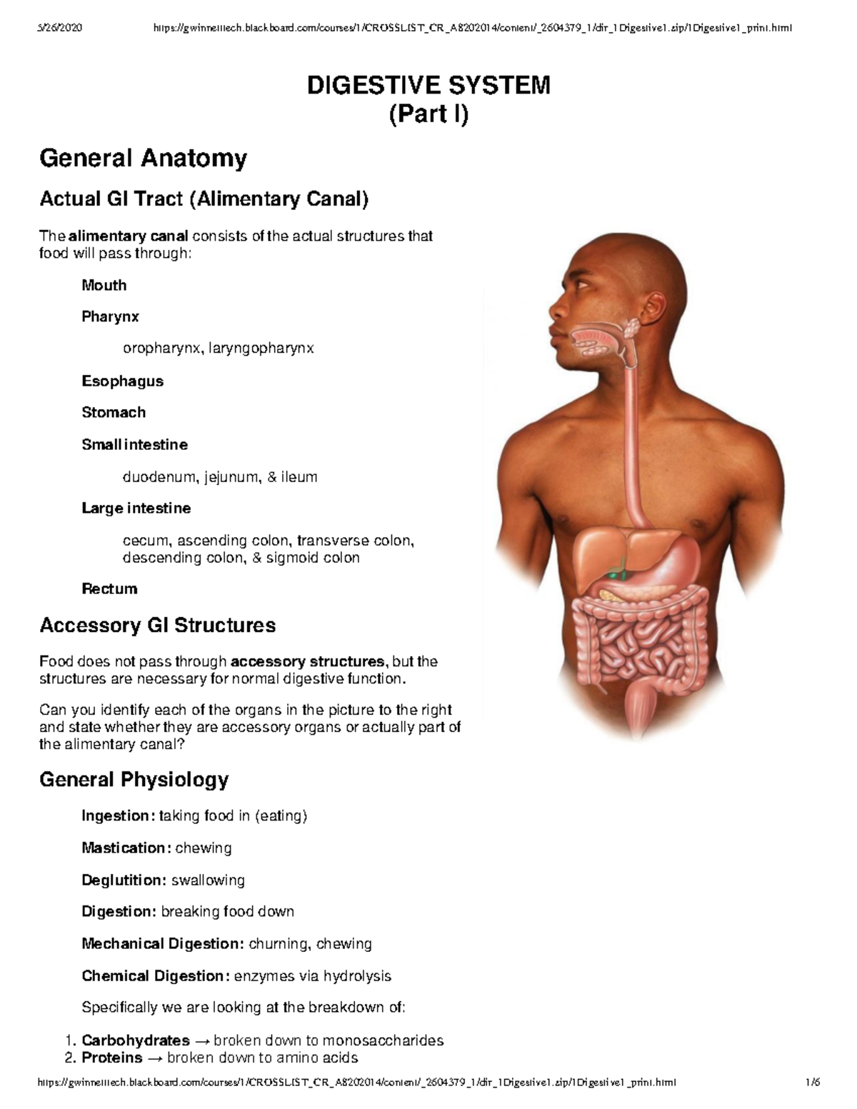 DIGESTIVE SYSTEM (Part I) - Anatomy & Physiology Overview (Chalk I 2021 ...