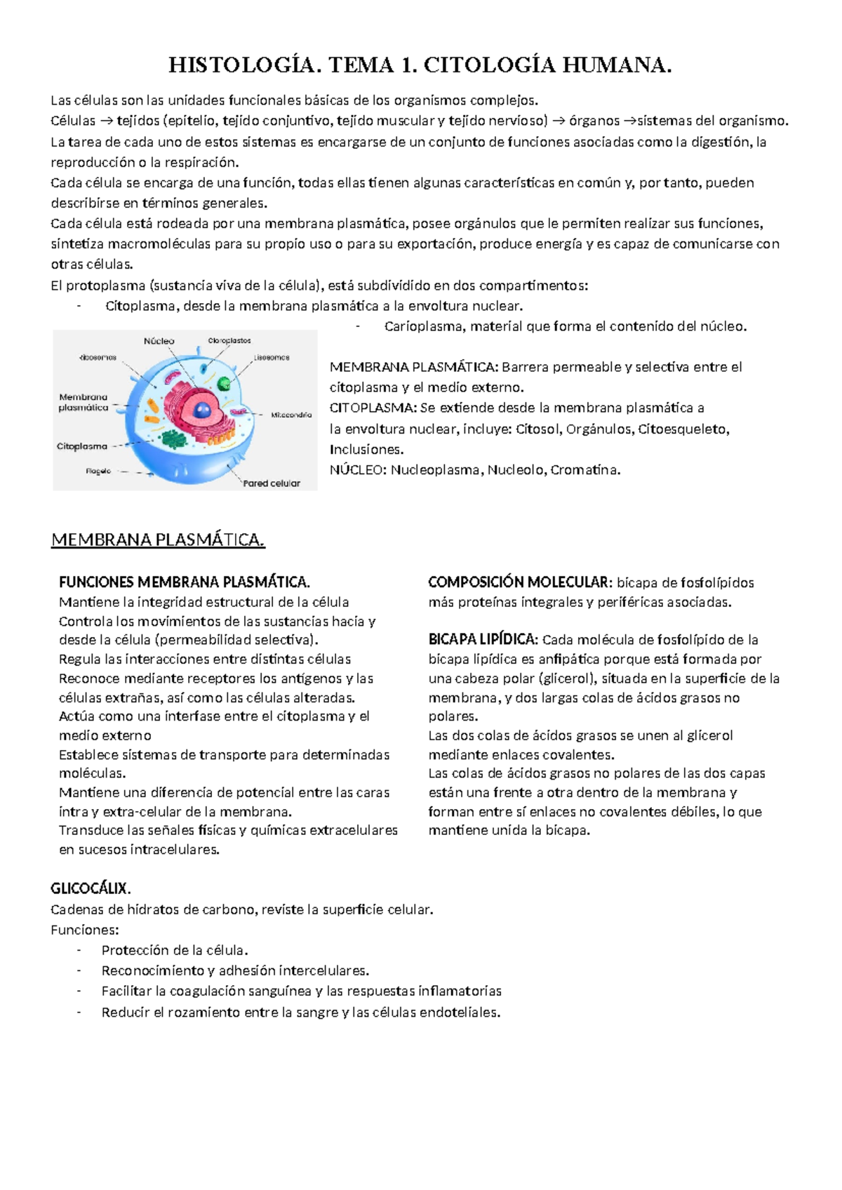 HISTOLOGÍA. TEMA 1: CITOLOGÍA HUMANA Y FUNCIONES CELULARES - Studocu