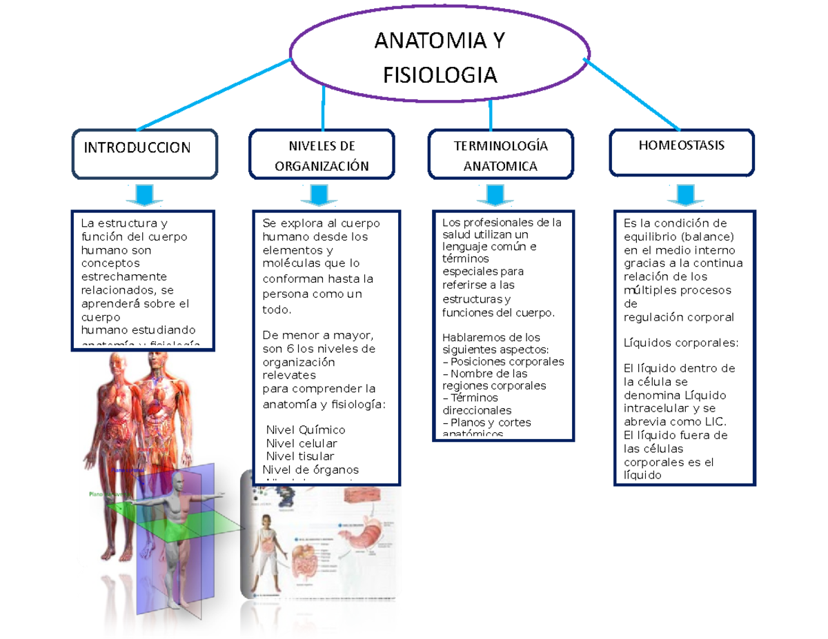 Mapa De La Anatomía Humana