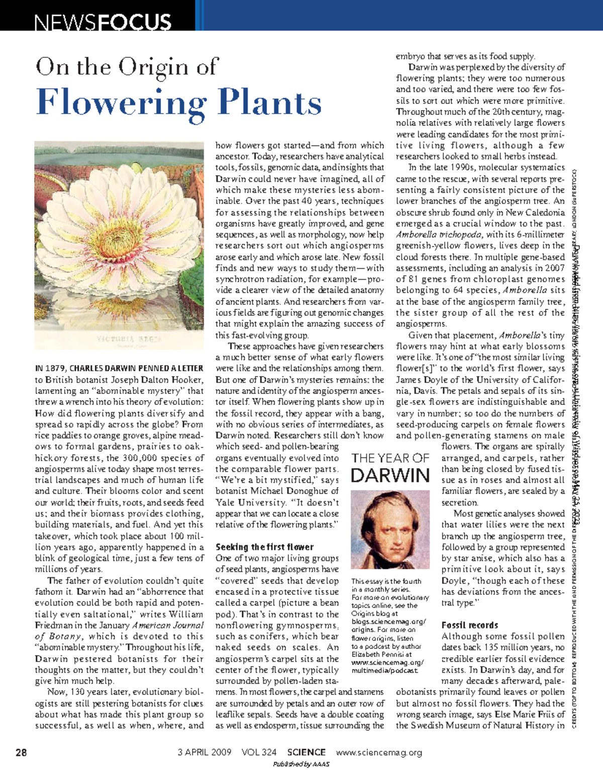 The Origin of the flowering plant - IN 1879, CHARLES DARWIN PENNED A ...