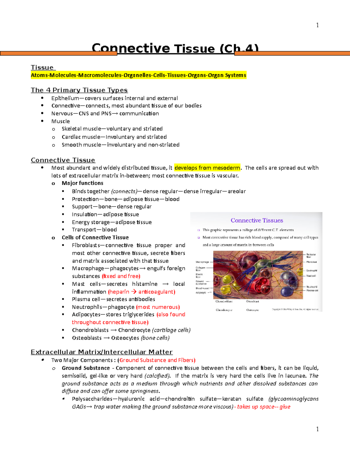 Chapter 4 Connective Tissue - Connective Tissue (Ch) Tissue - Studocu