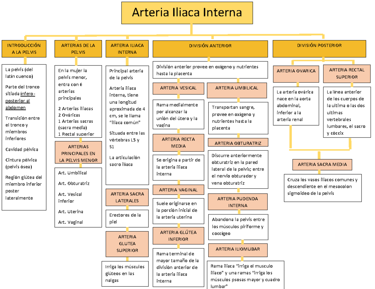Arteria Pudenda Interna Rama De La Arteria Ilaca Interna Y Su
