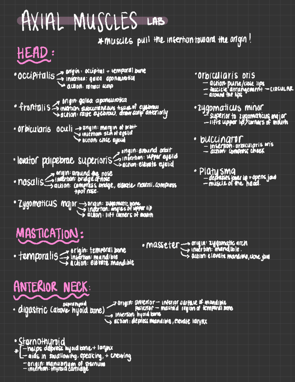 Axial muscles studying - AXIAL MUSCLES LAB * Muscles pull the insertion ...