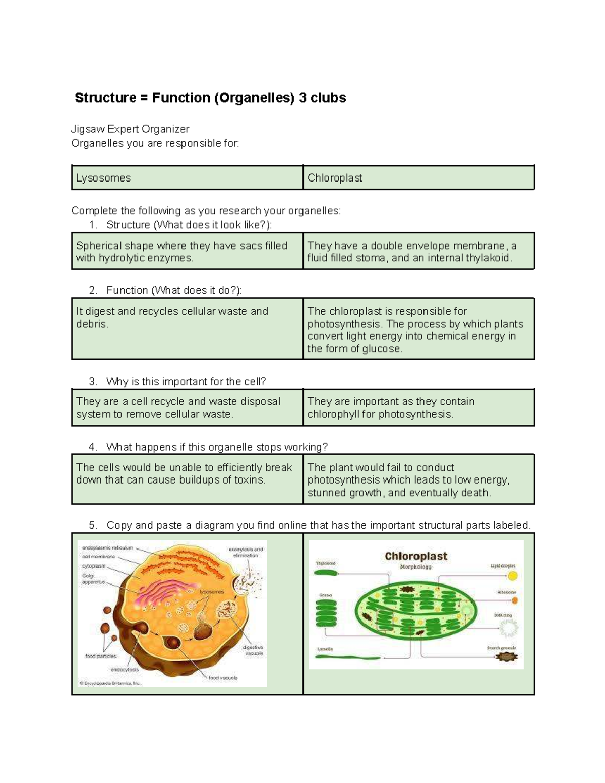 Structure and Function of Organelles: Key Concepts & Importance - Studocu