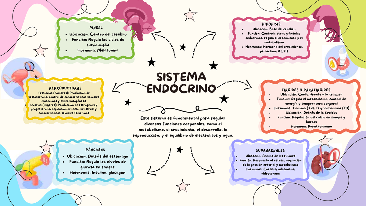 Mapa Conceptual Del Sistema Endocrino Mapa Mental Sistema