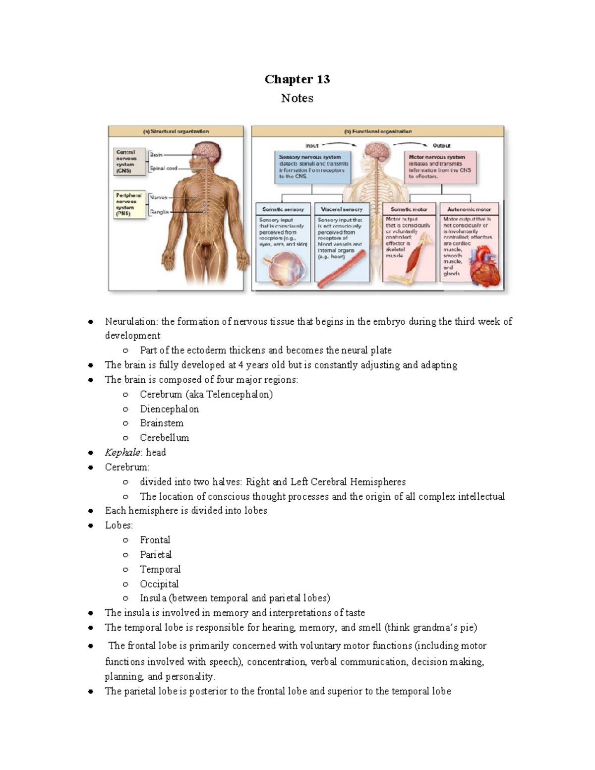 Chapter 13 - Lecture Notes on Brain Anatomy & Functions for Course ...