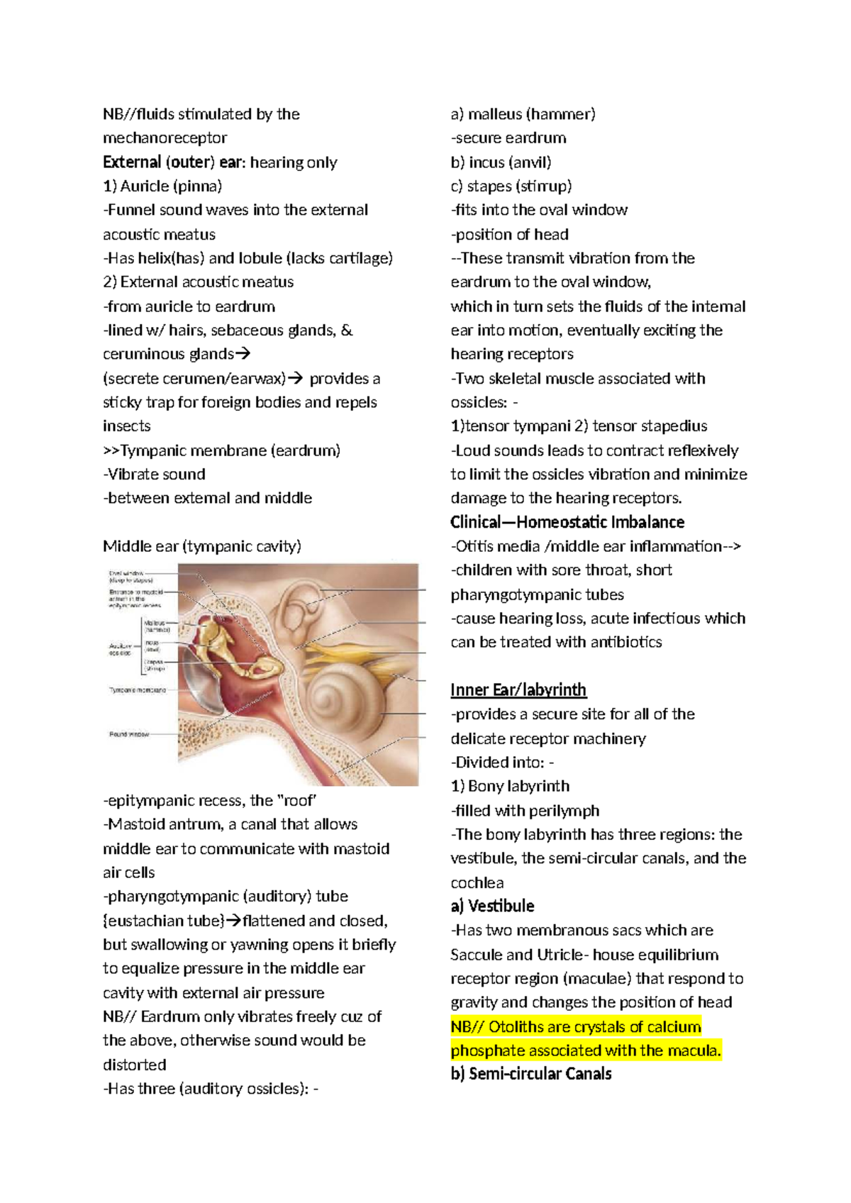 Ear Anatomy and Function: Lecture Notes on Ears (BIO 101) - Studocu