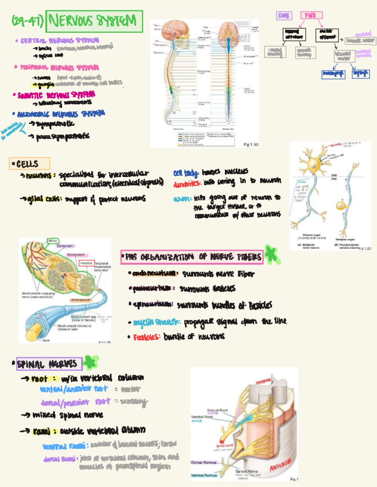 Nervous System Overview and Exam Prep Notes (BIO 101) - Studocu