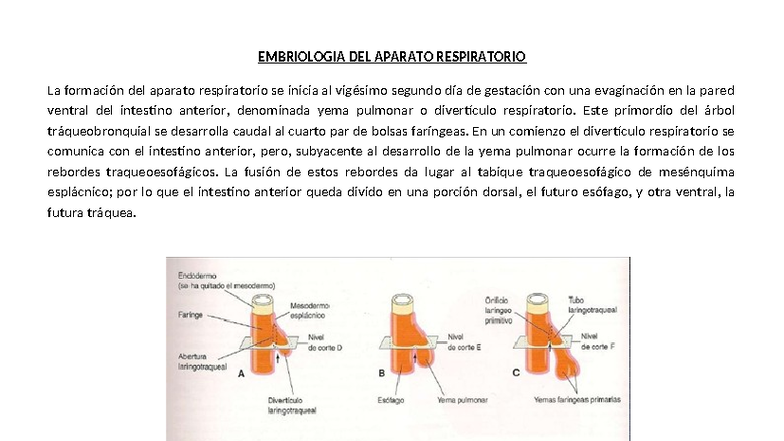 EMB 101: Embriología del Sistema Respiratorio y su Desarrollo - Studocu
