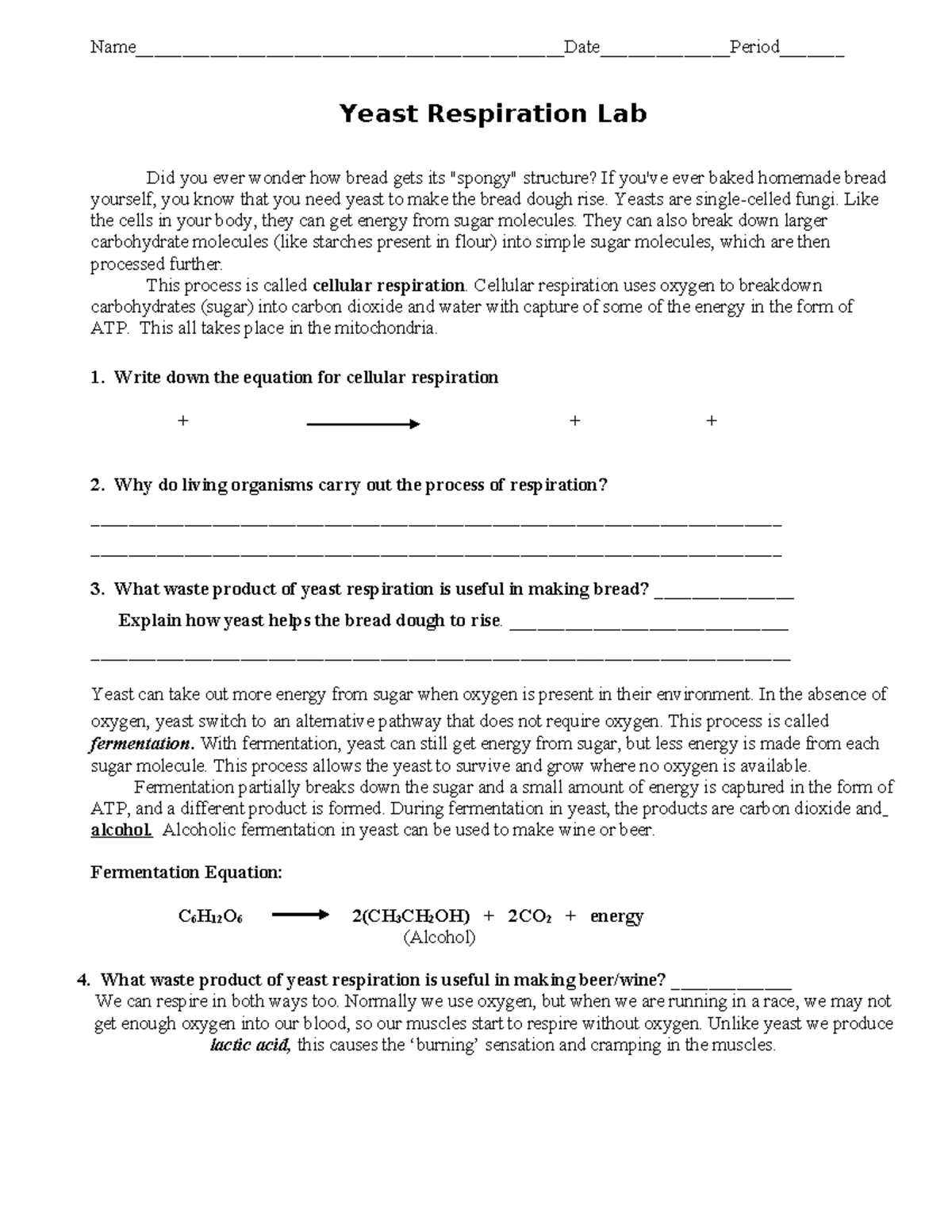 Respiration and Fermentation in Yeast: Bread Lab Assessment - Studocu