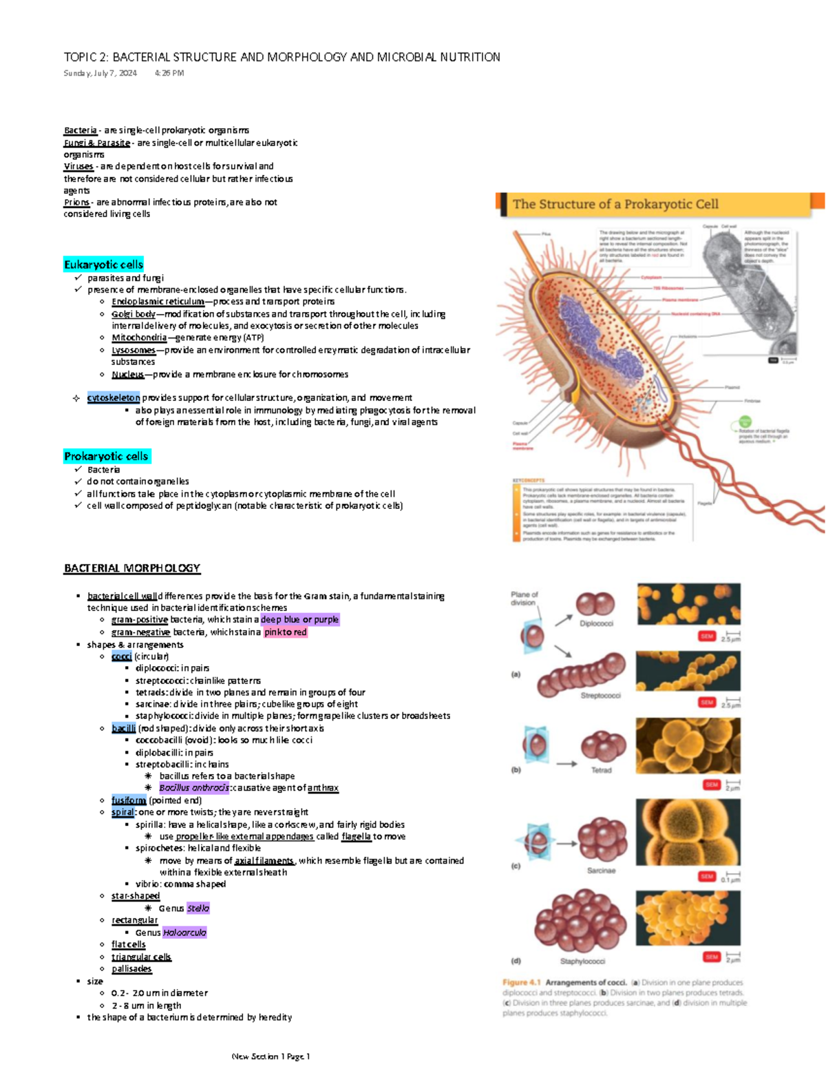 Topic 2: Bacterial Structure & Morphology Notes (240708 100831) - Studocu