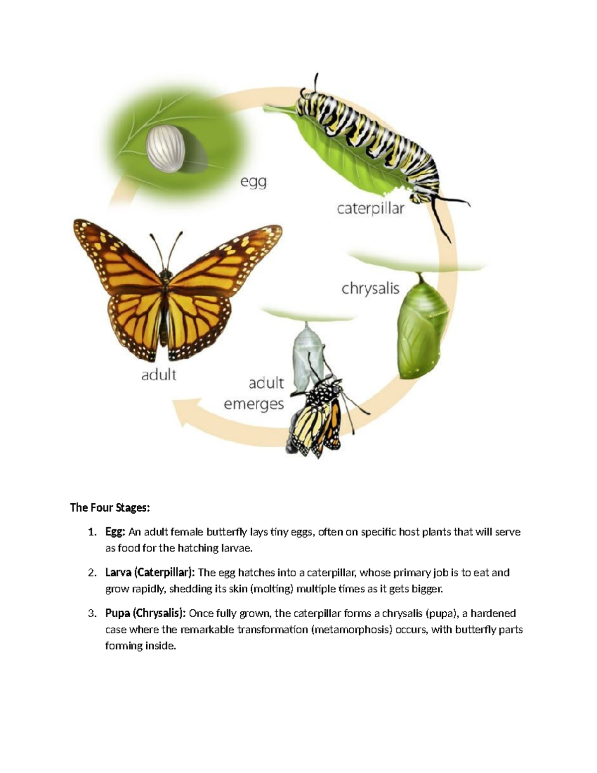 The Four Stages of Butterfly - The Four Stages: 1. Egg: An adult female ...
