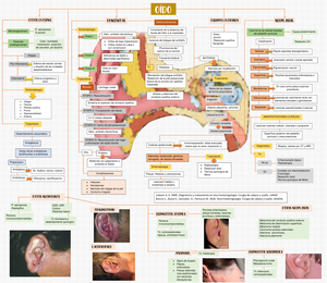 Resumen de adenoamigdalitis causada por varios agentes - Instituto ...