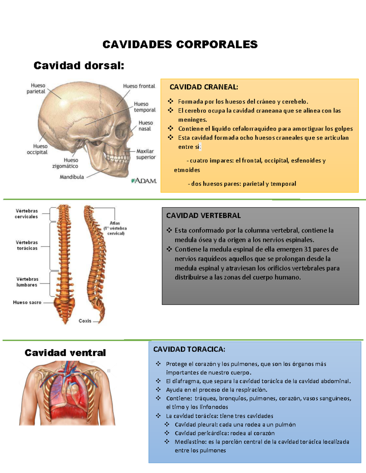 Cavidades Corporales Anatomía Humana
