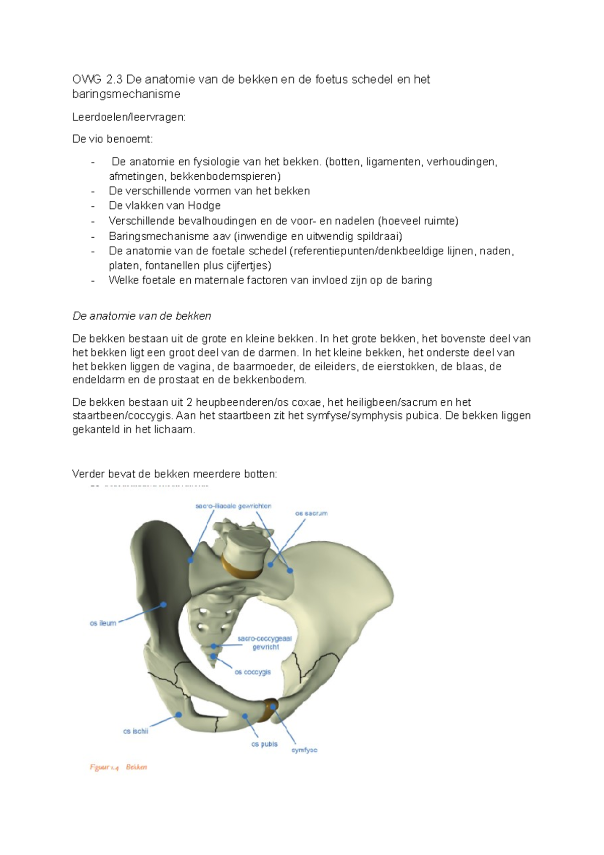 OWG 2.3 Anatomie en Mechanismen van de Bevalling en Foetale Schedel ...