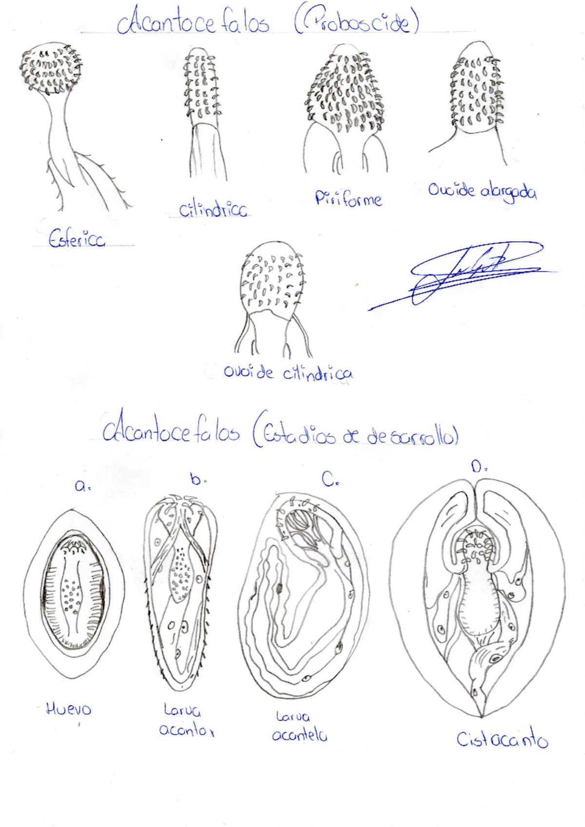 Acantocefalos Parasitologia - Parasitología - Acantace falos ...