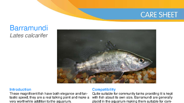 Barramundi Lates calcarifer: Introduction & Care Guide - Studocu