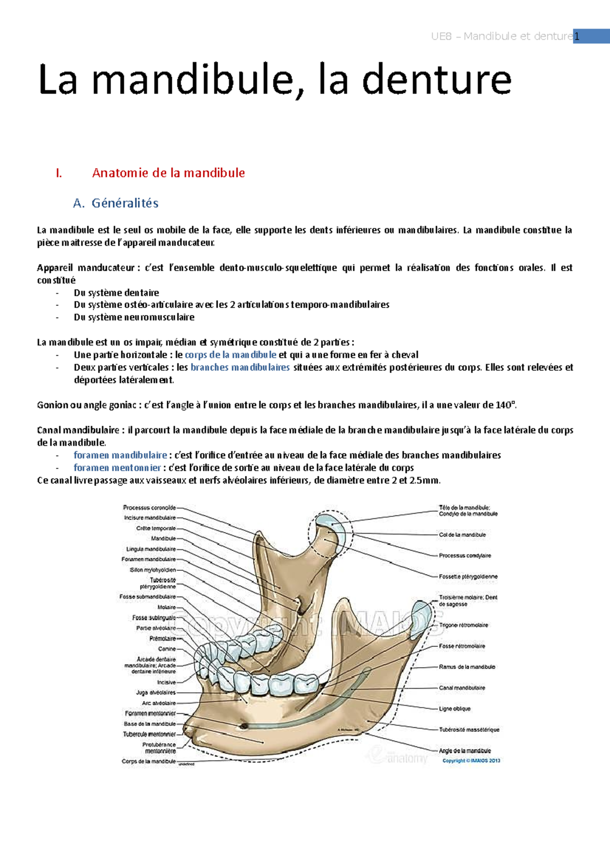 Étude sur la Mandibule et la Denture - Professeur Morandi - Studocu