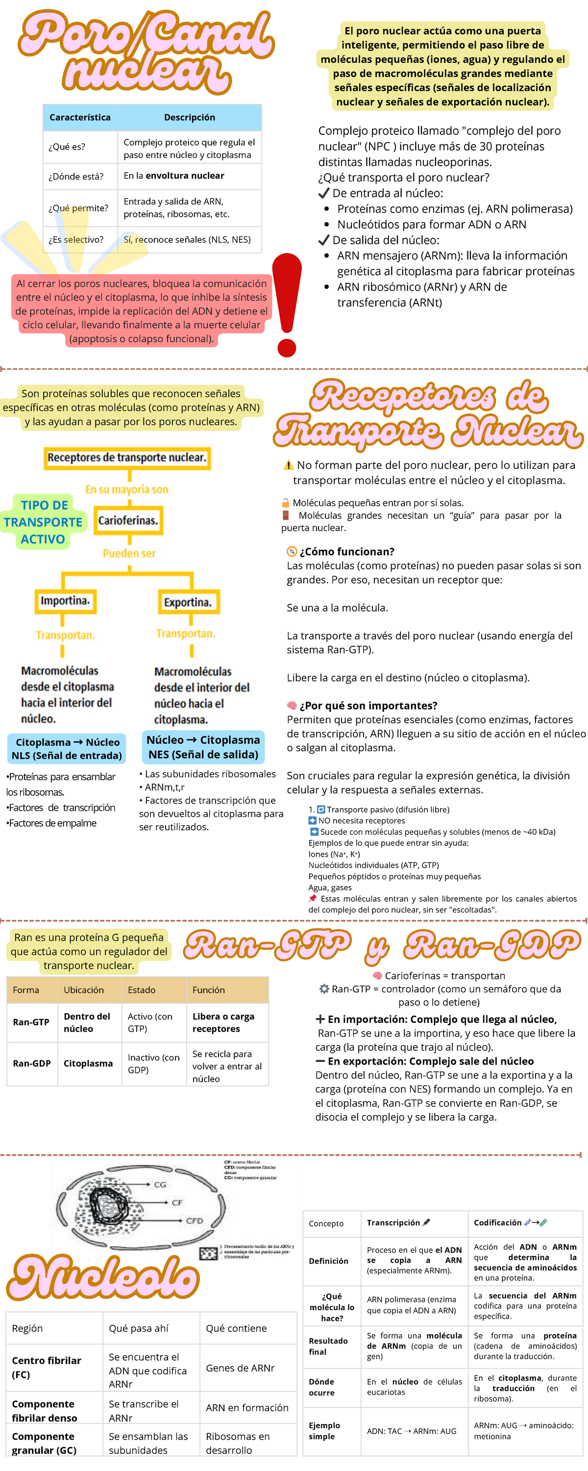Características y Funciones del PORO Nuclear en el Transporte Celular ...
