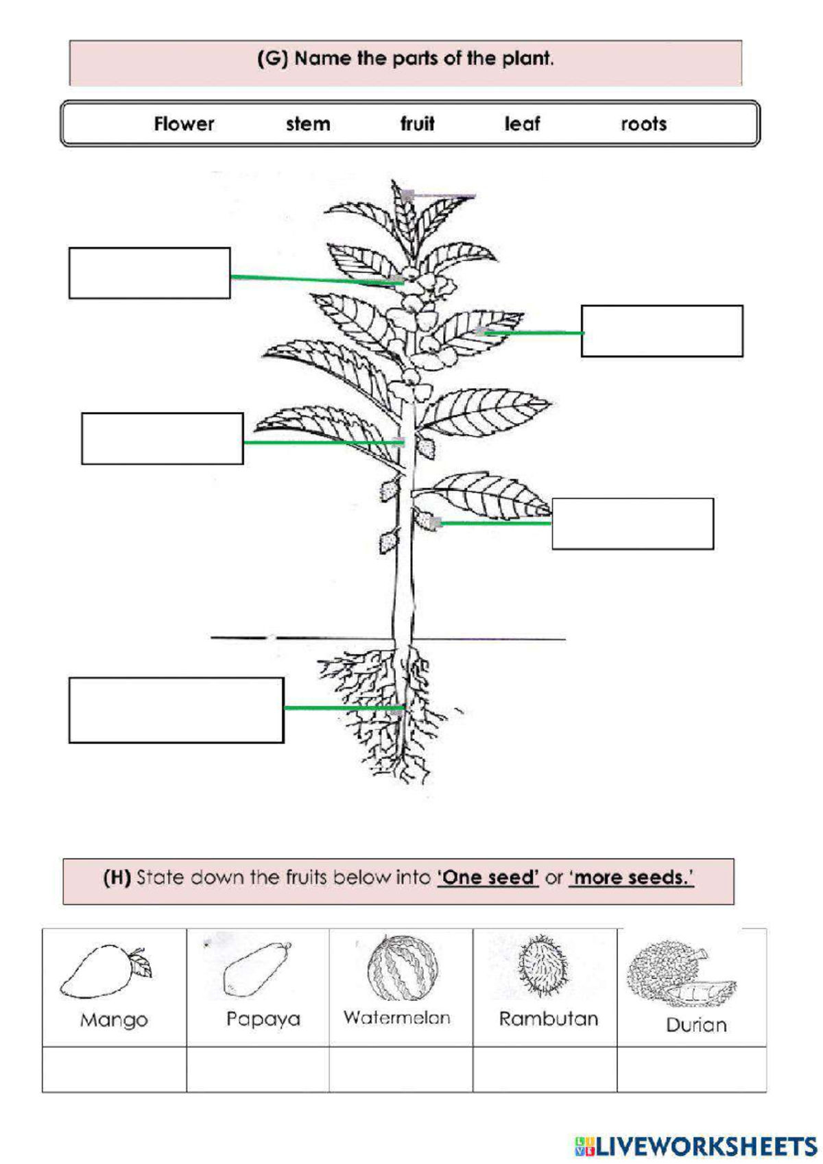 Science Worksheet 3 - (G) Name the parts of the plant. Flower stem ...