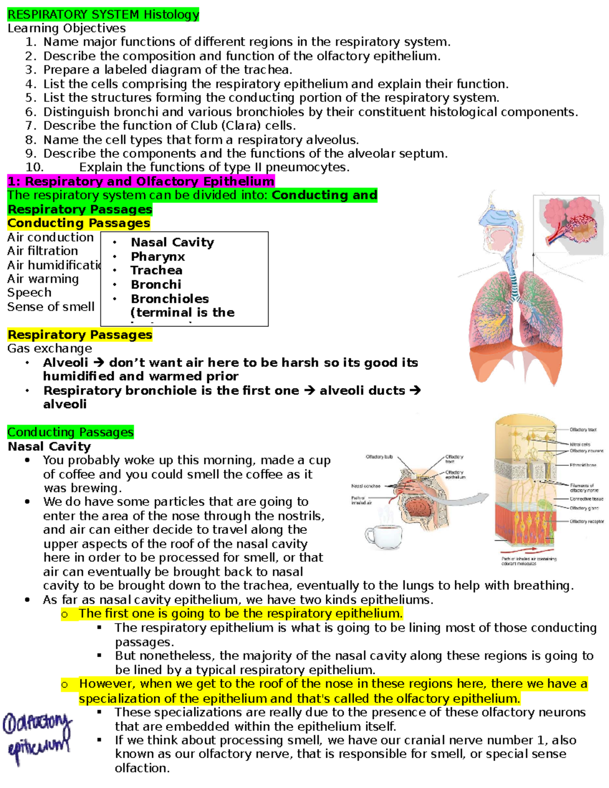 #4 Respiratory System Histology: Key Learning Objectives and Structures ...