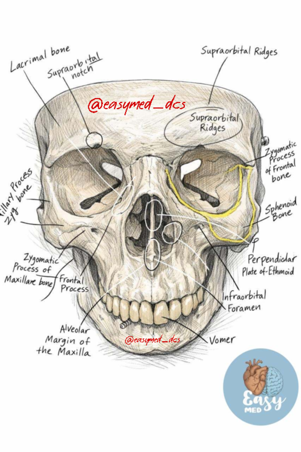 Huesos-del-craneo - para estudiar - Anatomía Topográfica - Maxillare ...