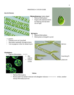 Lab Practical 1 Study Guide - BIOLOGY 101 PRACTICAL #1 REVIEW SHEET Lab ...