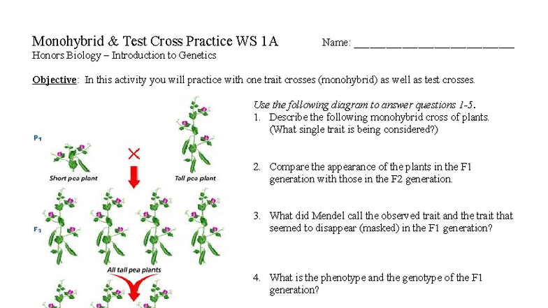 Monohybrid & Test Cross Practice Problems WS 1A - Honors Bio - Studocu
