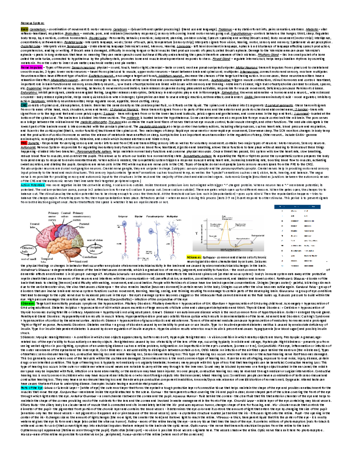 Anatomy Heat Sheet: Key Insights on the Nervous System and Disorders ...