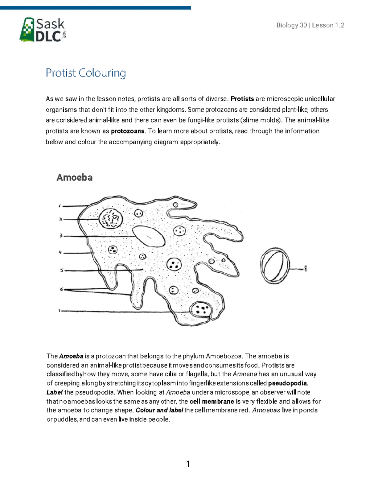 Biology 30 | Lesson 1.2: Protist Colouring Activity - Studocu