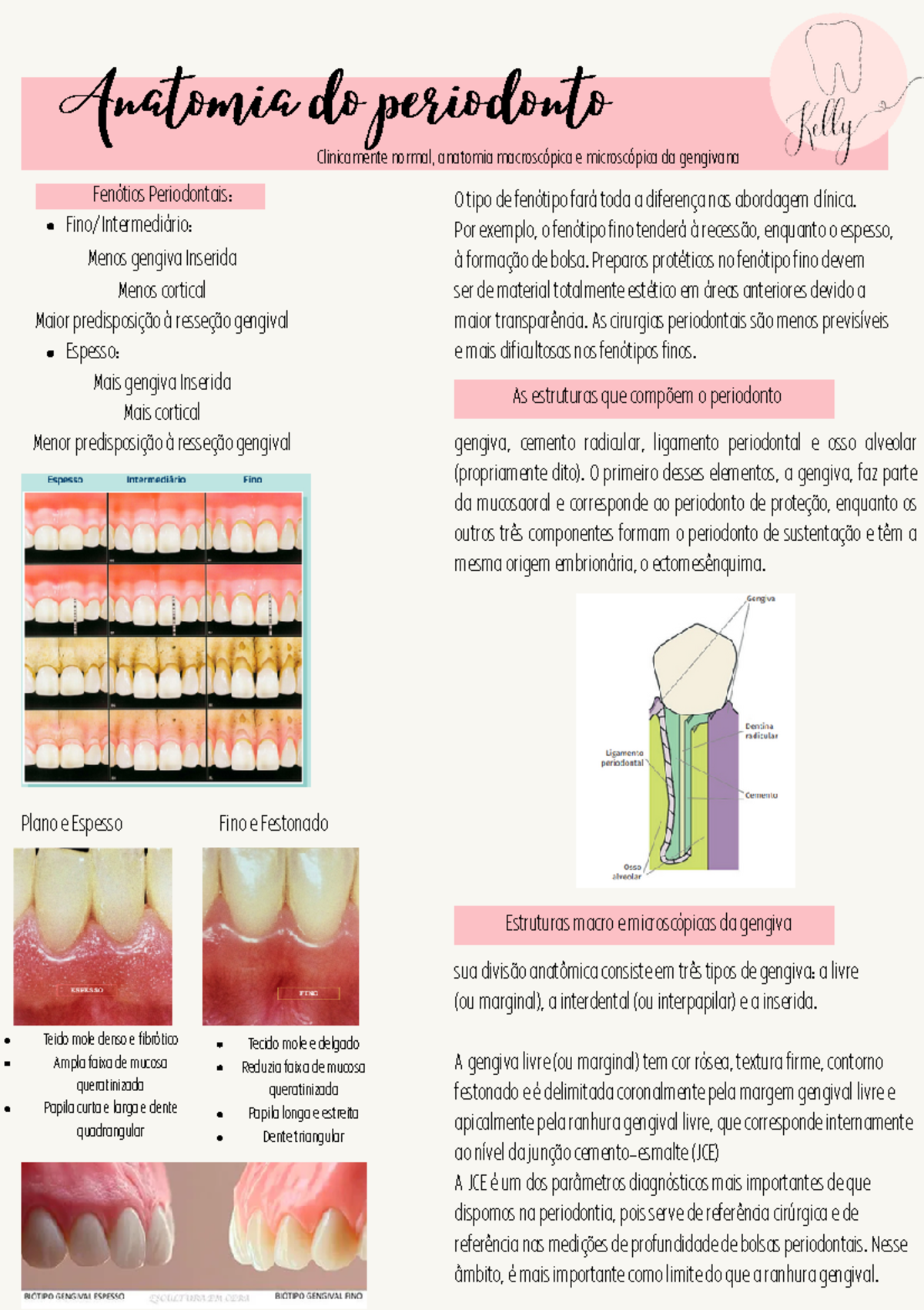 Anatomia do periodonto - Anatomia do periodonto Clinicamente normal ...