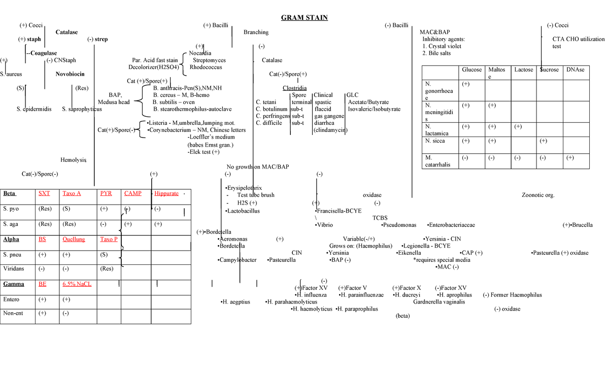 Bacteriology - GRAM Stain Diagram and Key Tests Overview - Studocu