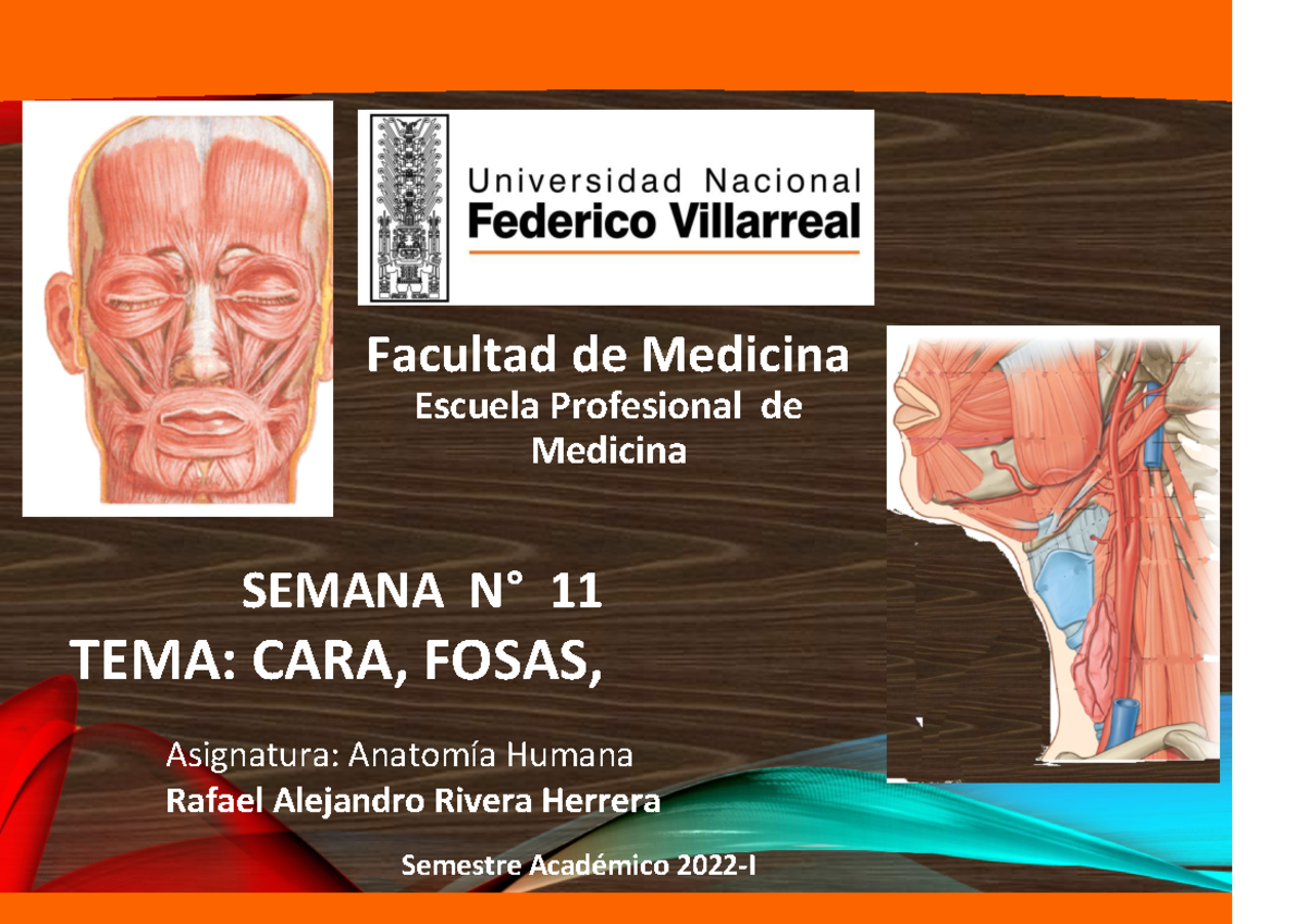 Cabeza parte 3 - SEMANA N° 11 TEMA: CARA, FOSAS, Asignatura: Anatomía ...