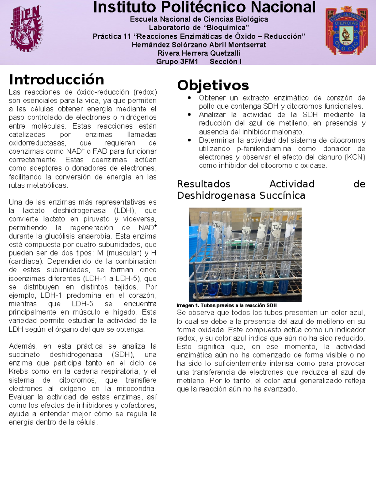 Práctica 11: Actividad Enzimática de SDH y Citocromos en Biología - Studocu
