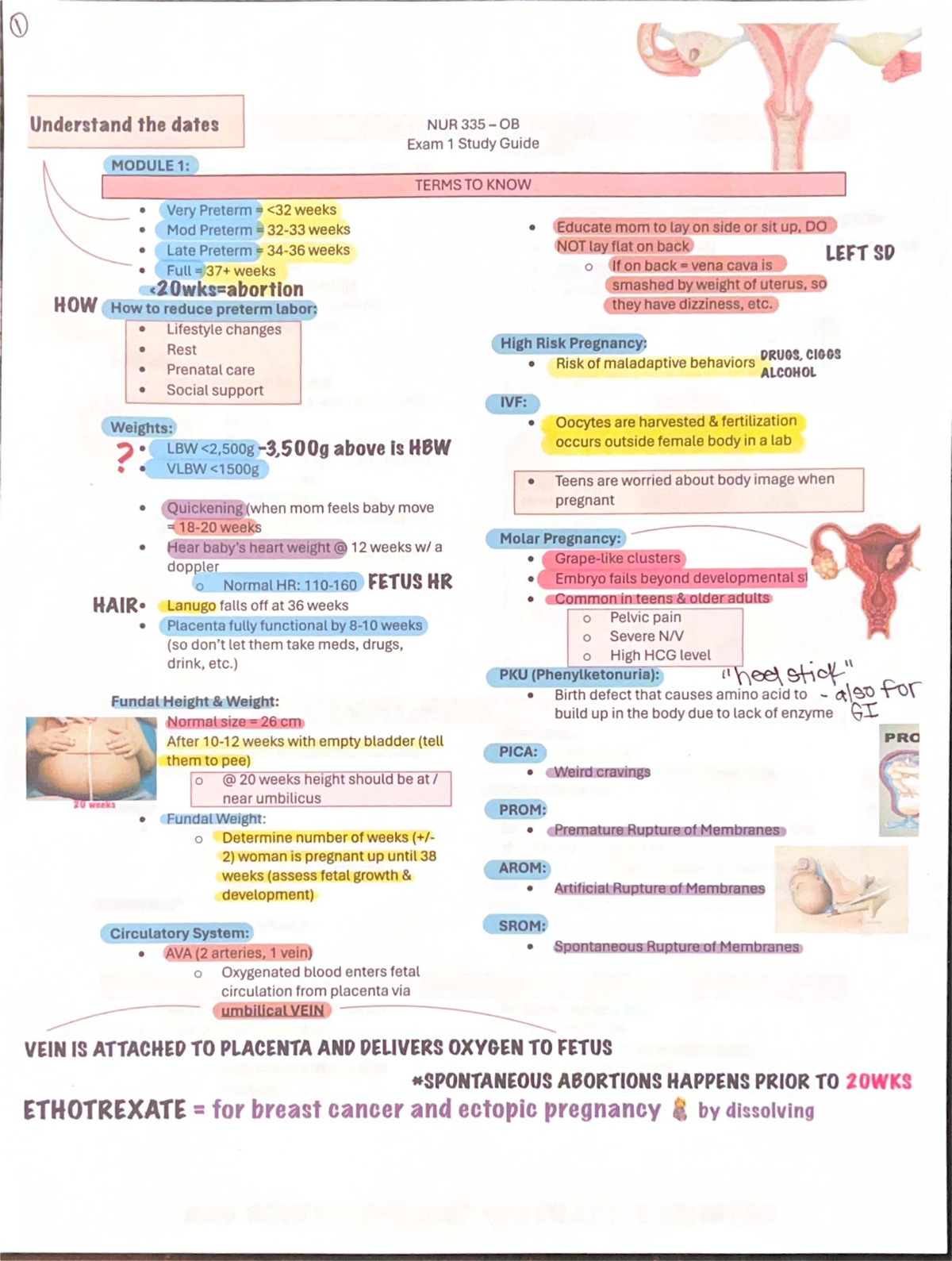 NUR 335 OB Exam 1 Study Guide: Key Terms & Concepts for Maternal Health ...