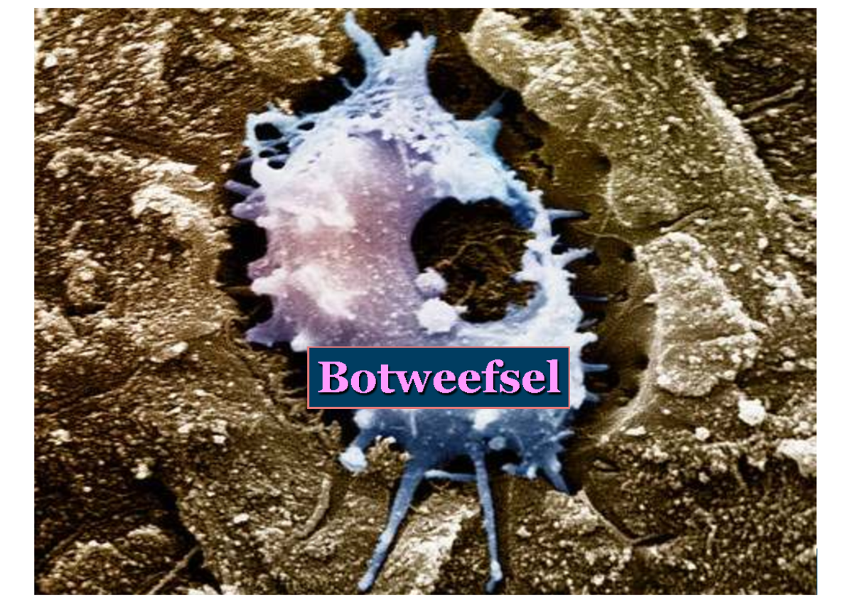 Botweefsel: Anatomie en Functies van Lange Beenderen - Studocu