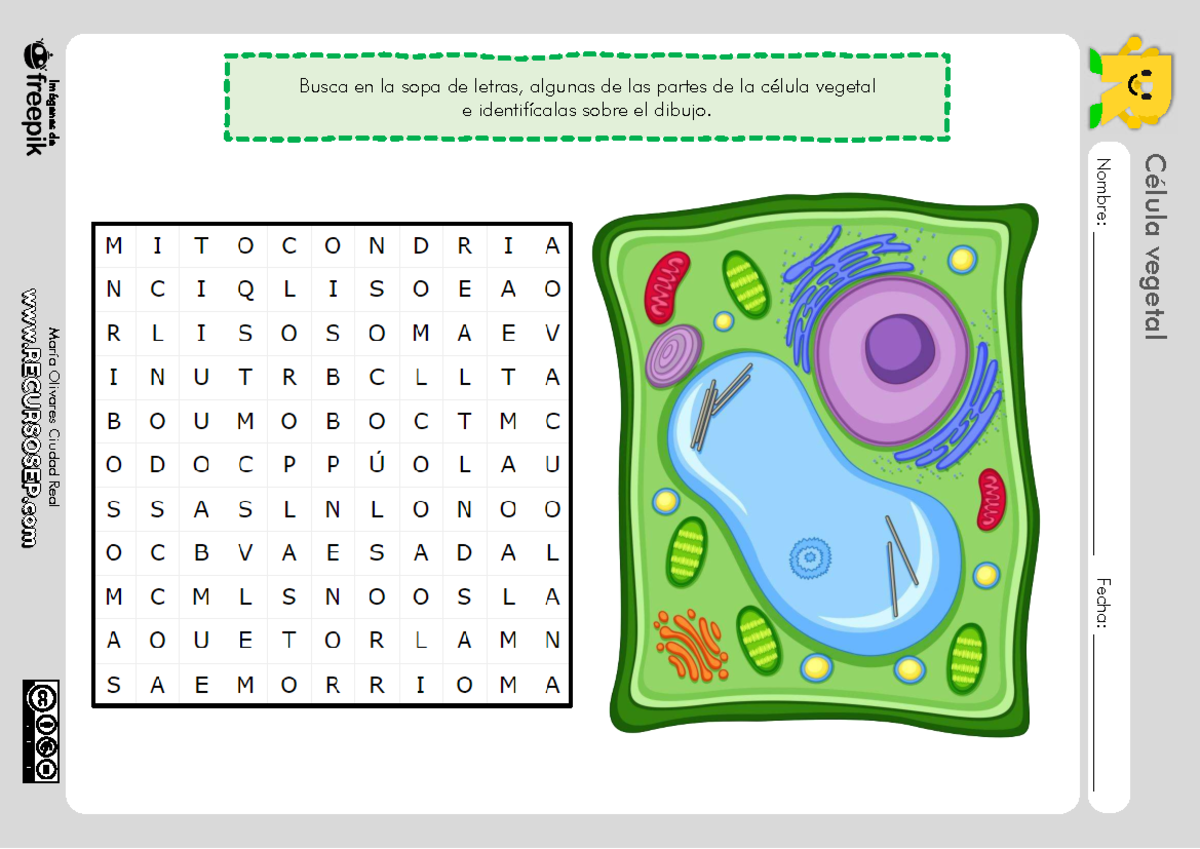 Sopa de letras partes celula vegetal - Biología - Célula vegetal Nombre ...