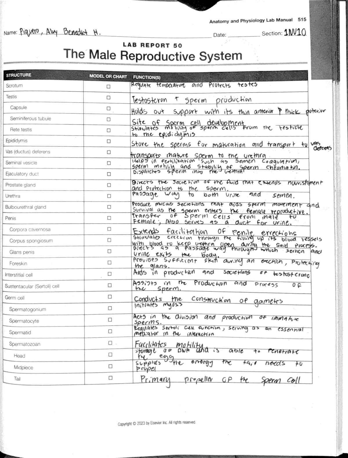 MALE- Reproductive System Anatomy & Physiology Lab Manual 515 - Studocu