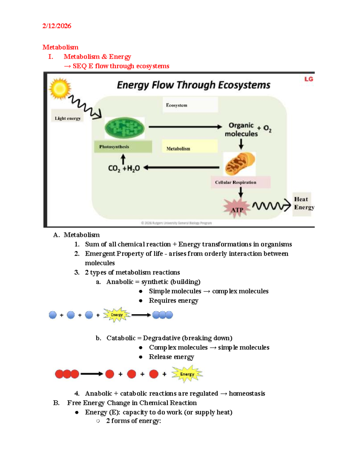 Gen Bio 115: Metabolism Notes - Energy Flow & Reactions - Studocu