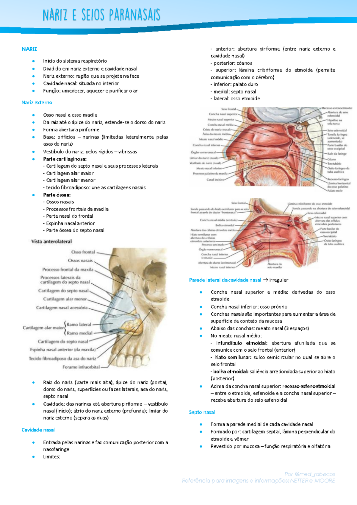 Anatomia do Nariz: Estrutura e Funções em Detalhes - Studocu