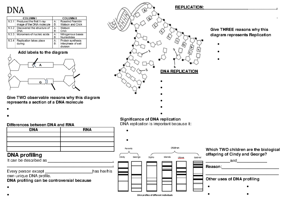 DNA ONE Pager prac - DNA REPLICATION:. . Give THREE reasons why this ...