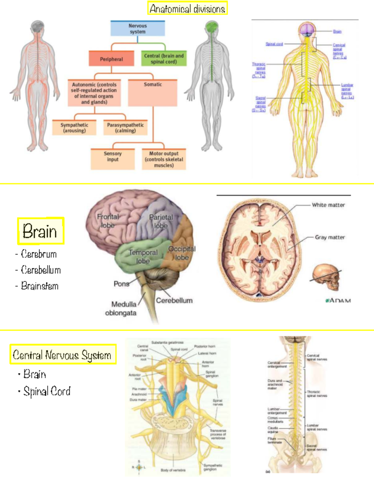 EMSP 1356 - Comprehensive Review of Brain and Nervous System Anatomy ...