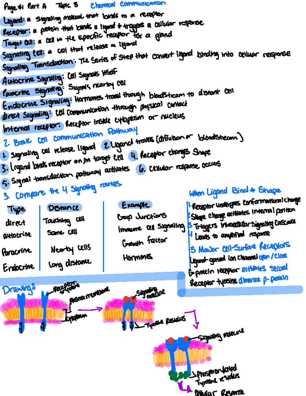 Chemical Communication & Neuron Signaling Notes (Course Code: BIO101 ...