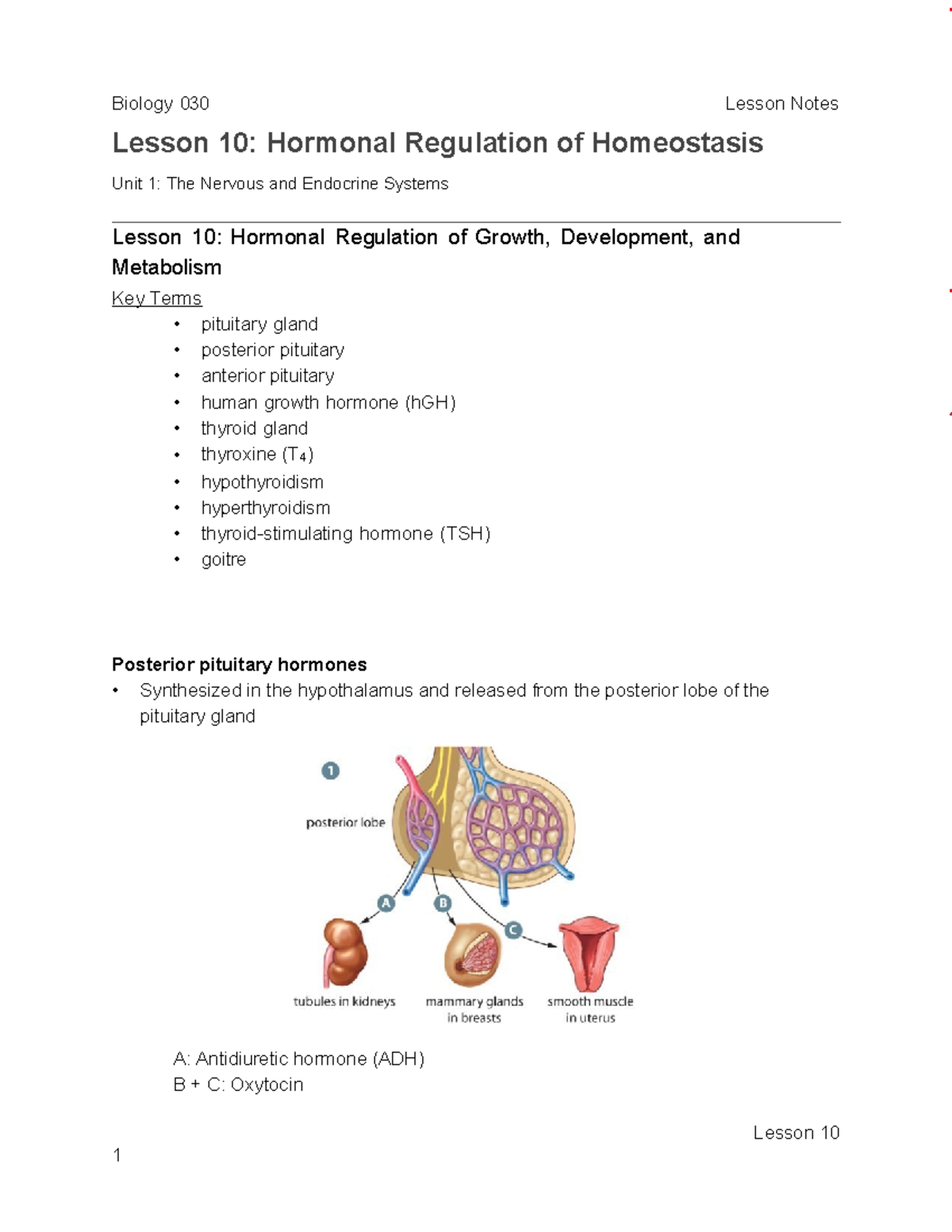 Biology 030 Lesson Notes: Hormonal Regulation of Homeostasis - Studocu